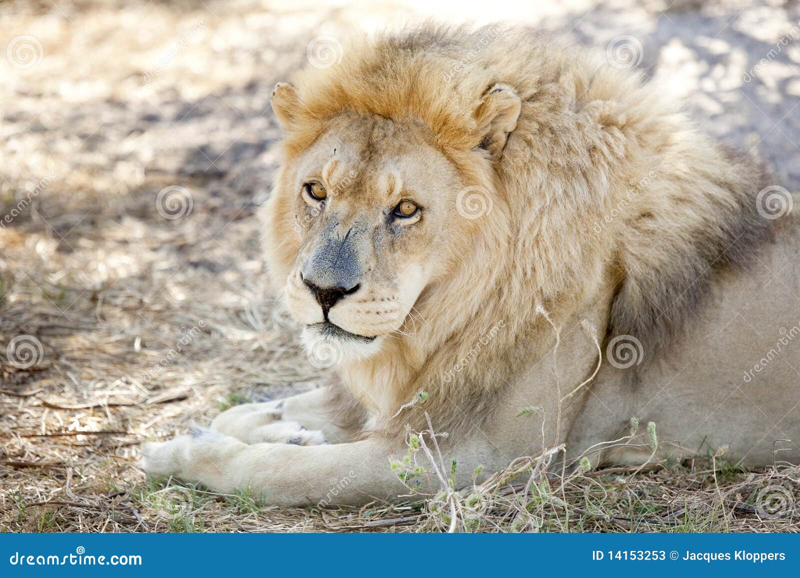 Alert Lion Watches from the Shade Stock Image - Image of carnivore ...