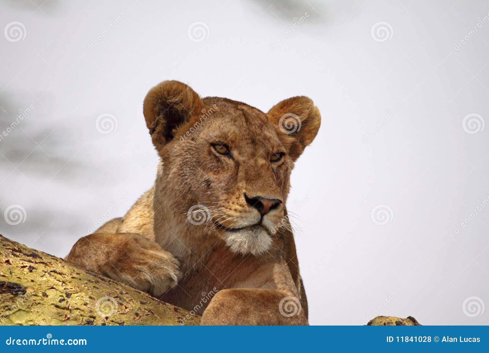 Alert Lioness stock photo. Image of lion, viewing, five - 11841028