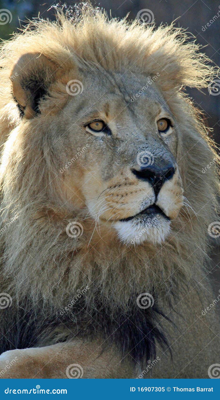 Alert male lion close-up stock image. Image of wild, outdoors - 16907305