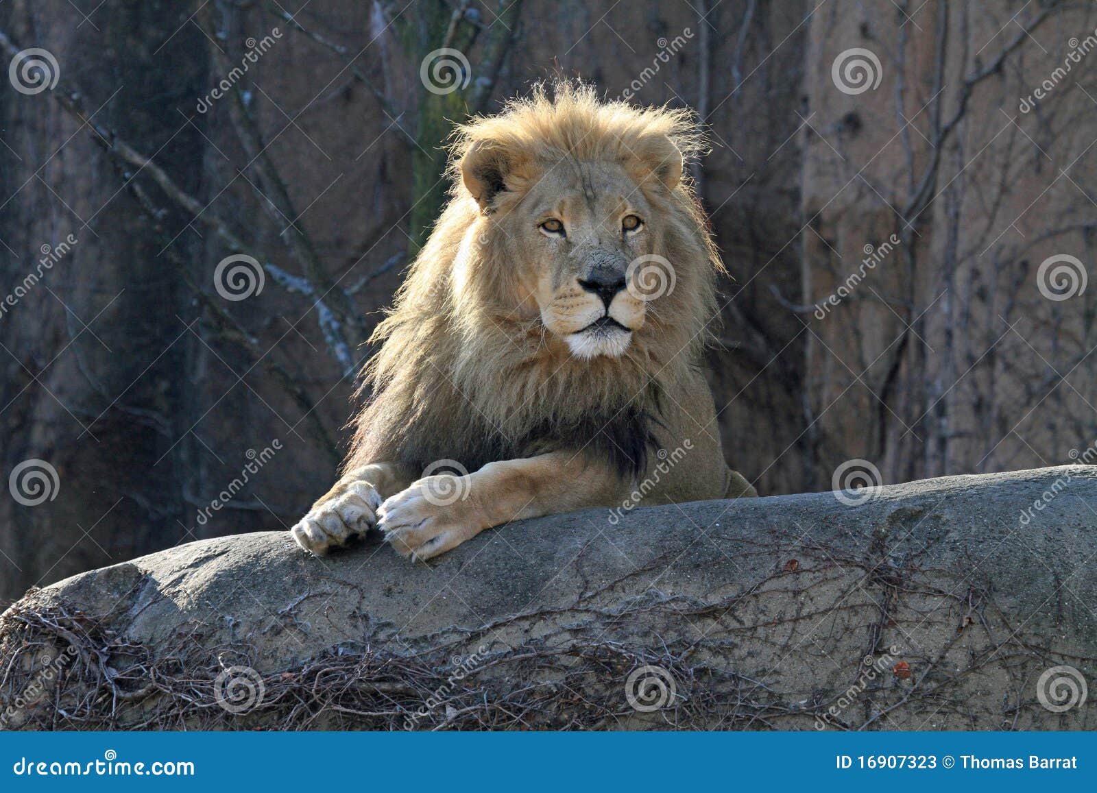 Alert male lion on a perch stock image. Image of close - 16907323
