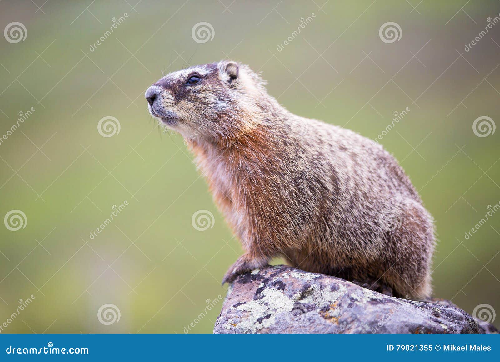 On alert stock image. Image of vertical, rodents, landscape - 79021355