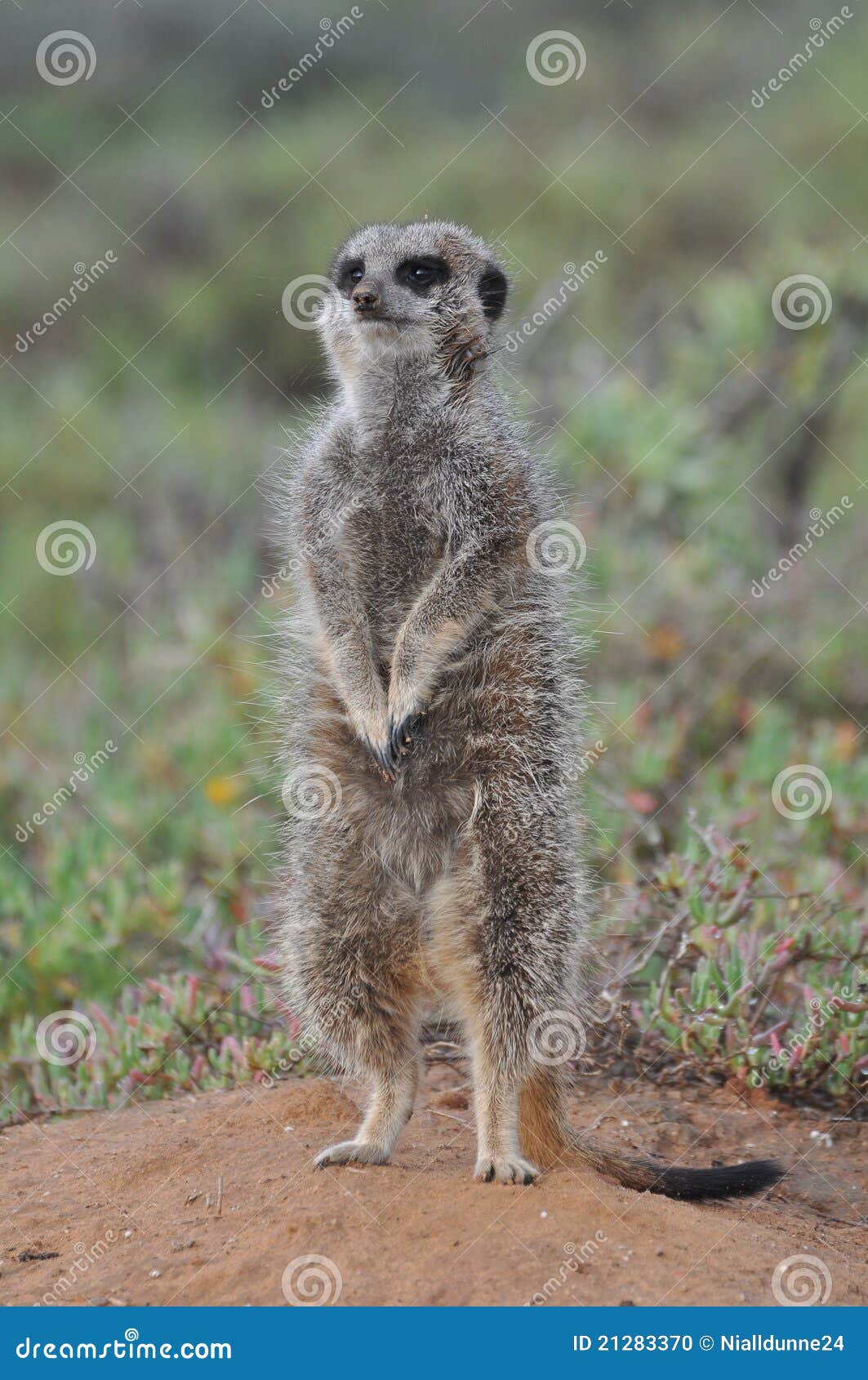 Alert Meerkat stock photo. Image of suricata, kalahari - 21283370