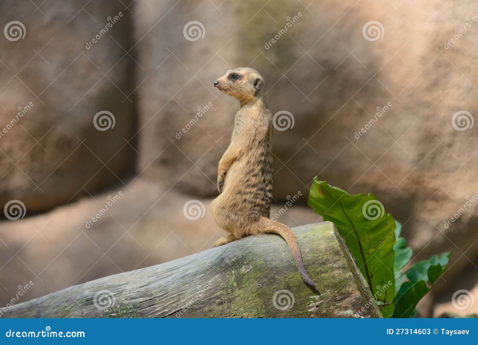 Alert meerkat stock image. Image of face, creature, nature - 27314603