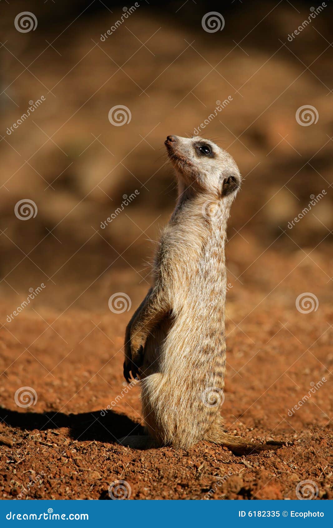 Alert meerkat stock image. Image of guarding, cute, southern - 6182335