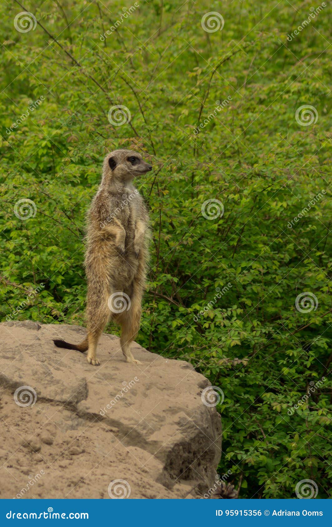 An alert meerkat stock photo. Image of suricate, rodent - 95915356