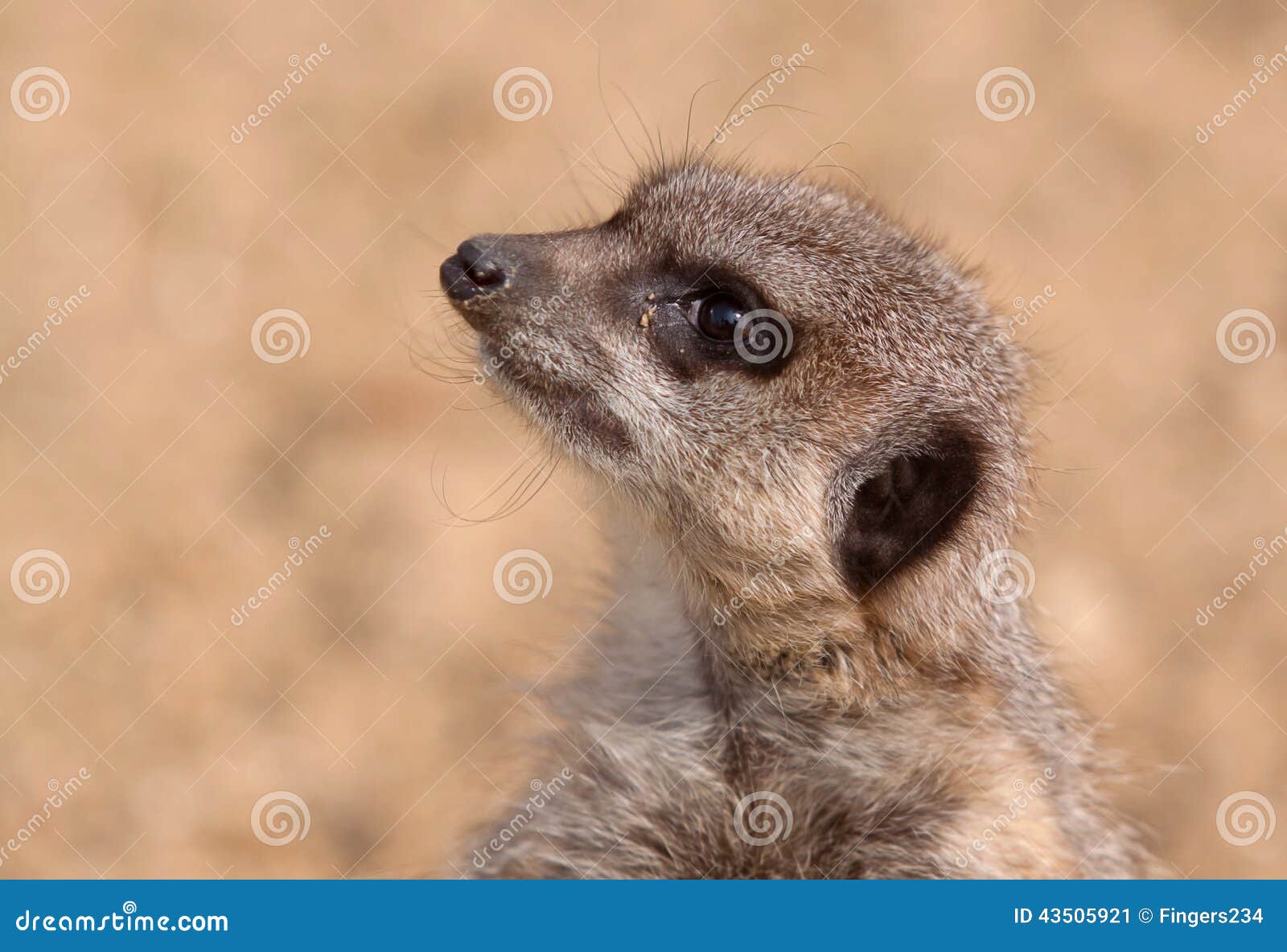 An alert meerkat stock image. Image of creature, africa - 43505921