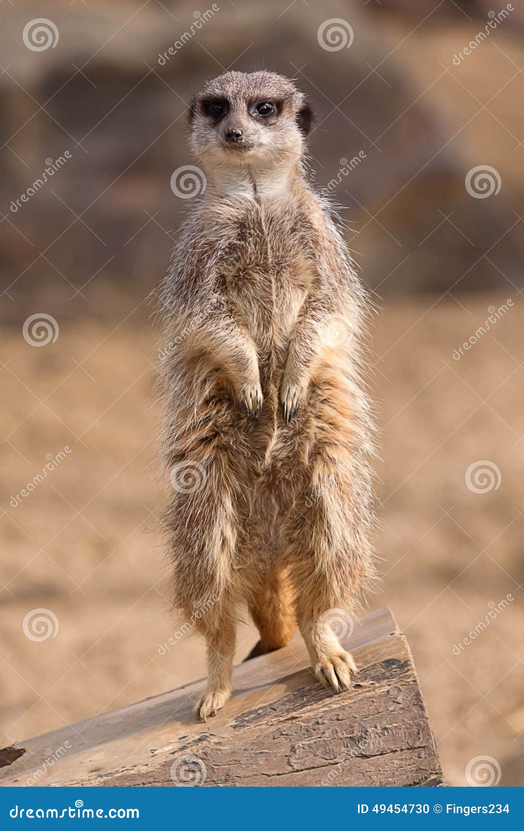 Alert Meerkat stock photo. Image of cute, mammal, watching - 49454730