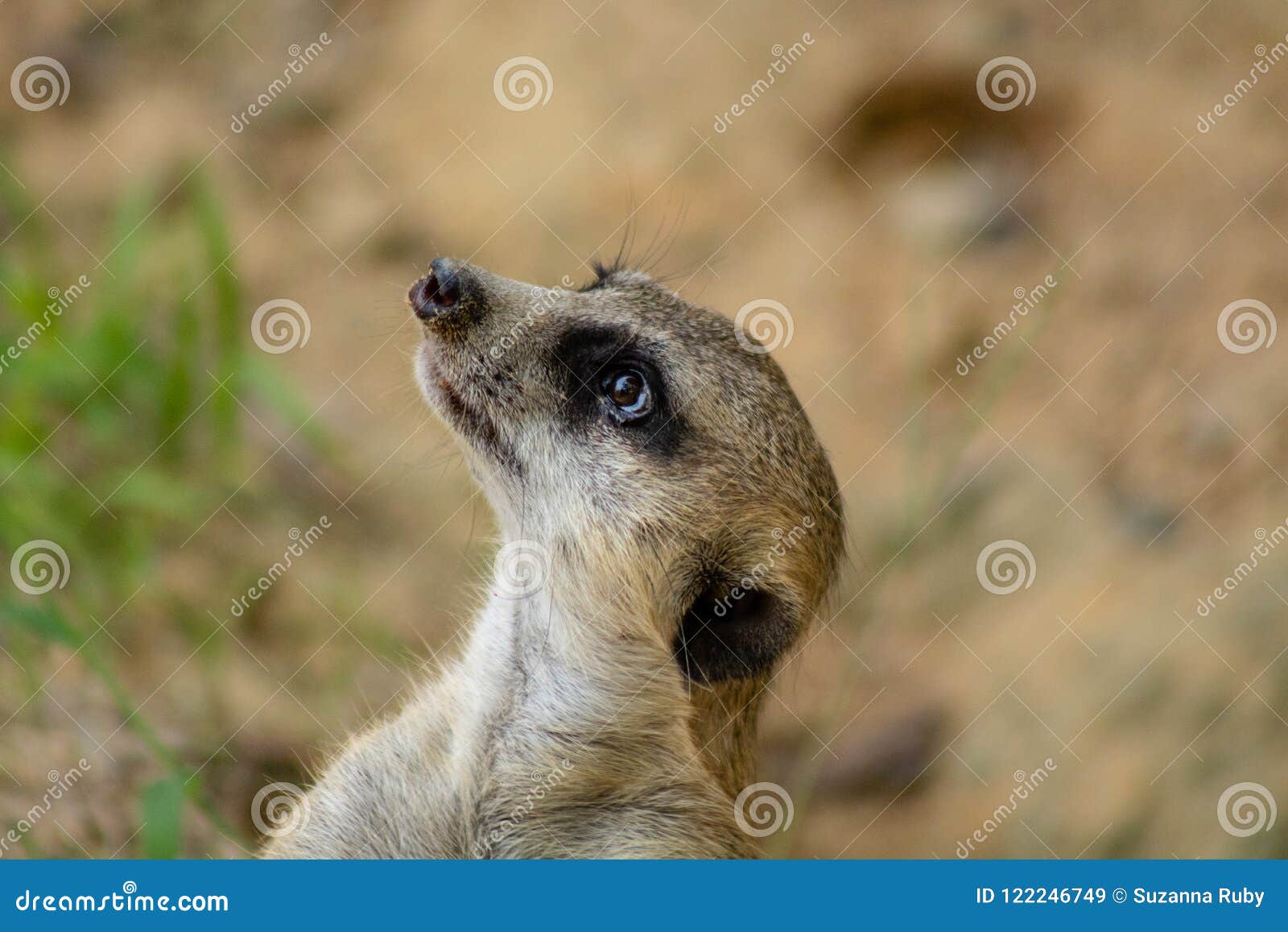 Alert meerkat stock image. Image of brown, wild, adult - 122246749