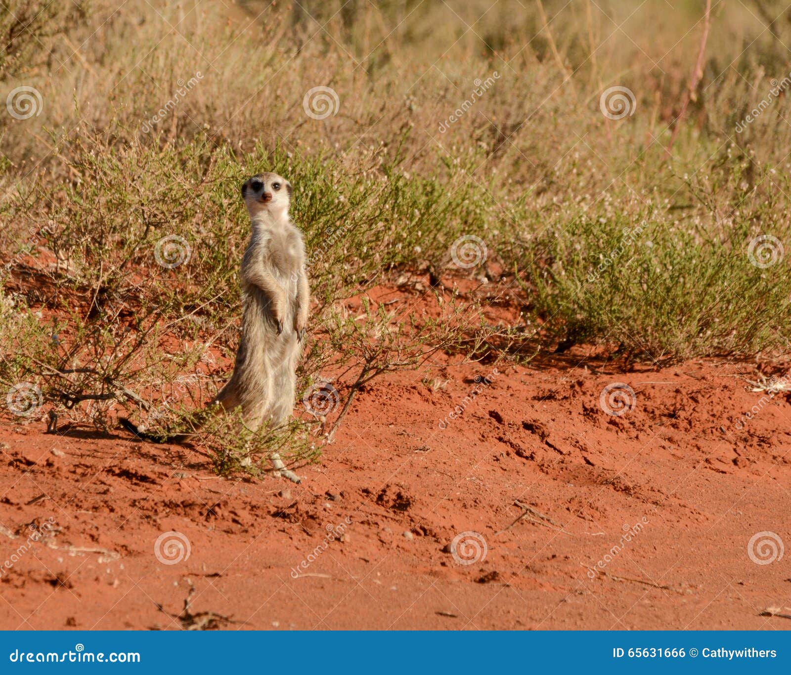 Alert Meerkat stock photo. Image of animal, wildlife - 65631666