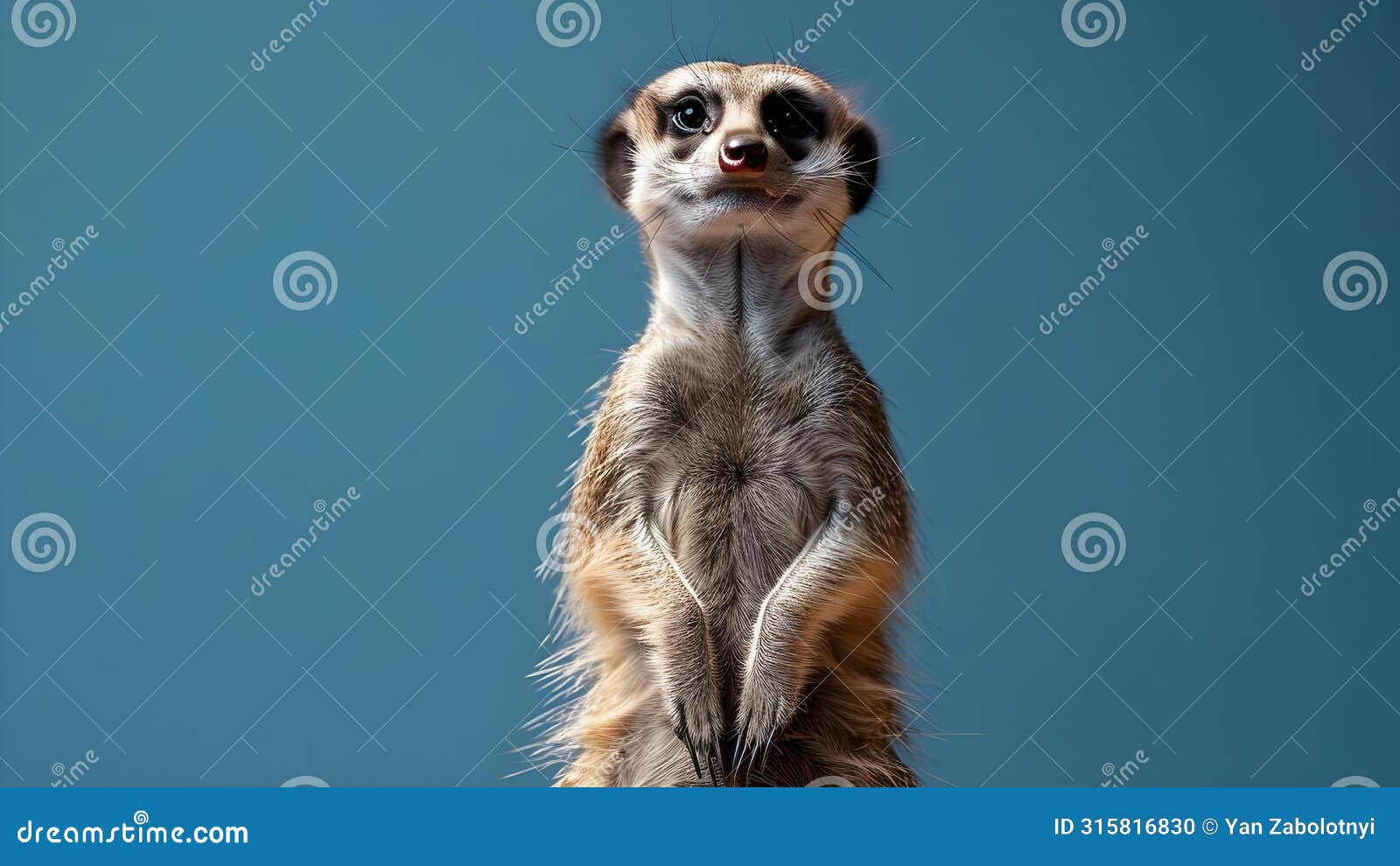 Alert Meerkat Scout On Sandy Dune Wildlife Photography Royalty-Free ...