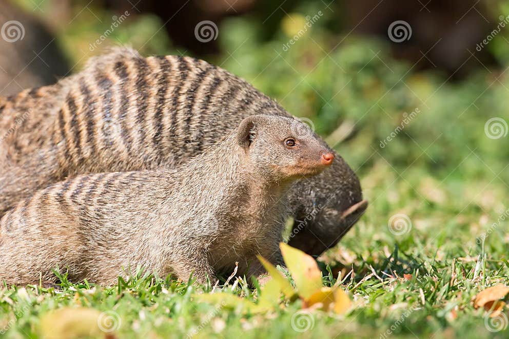 Alert mongoose hunting stock photo. Image of bugs, furry - 85666006