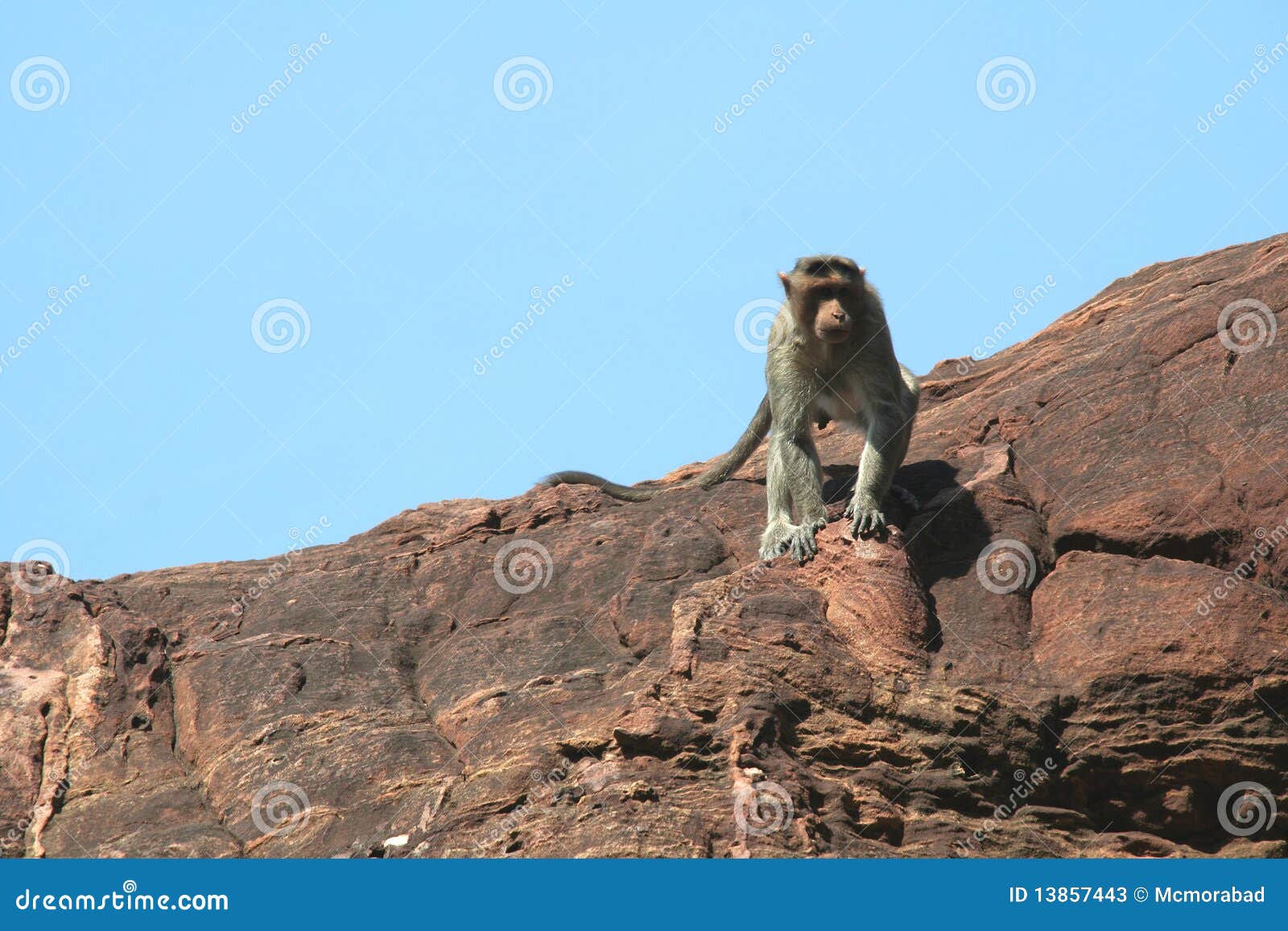Alert Monkey stock image. Image of vigilant, gazing, look - 13857443