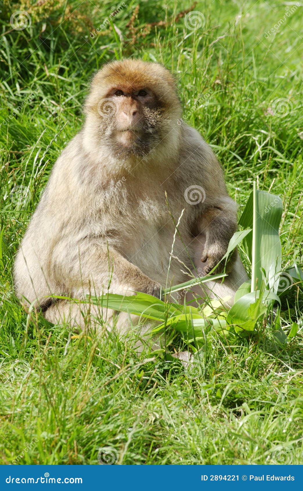 A alert Monkey stock image. Image of watching, black, resting - 2894221