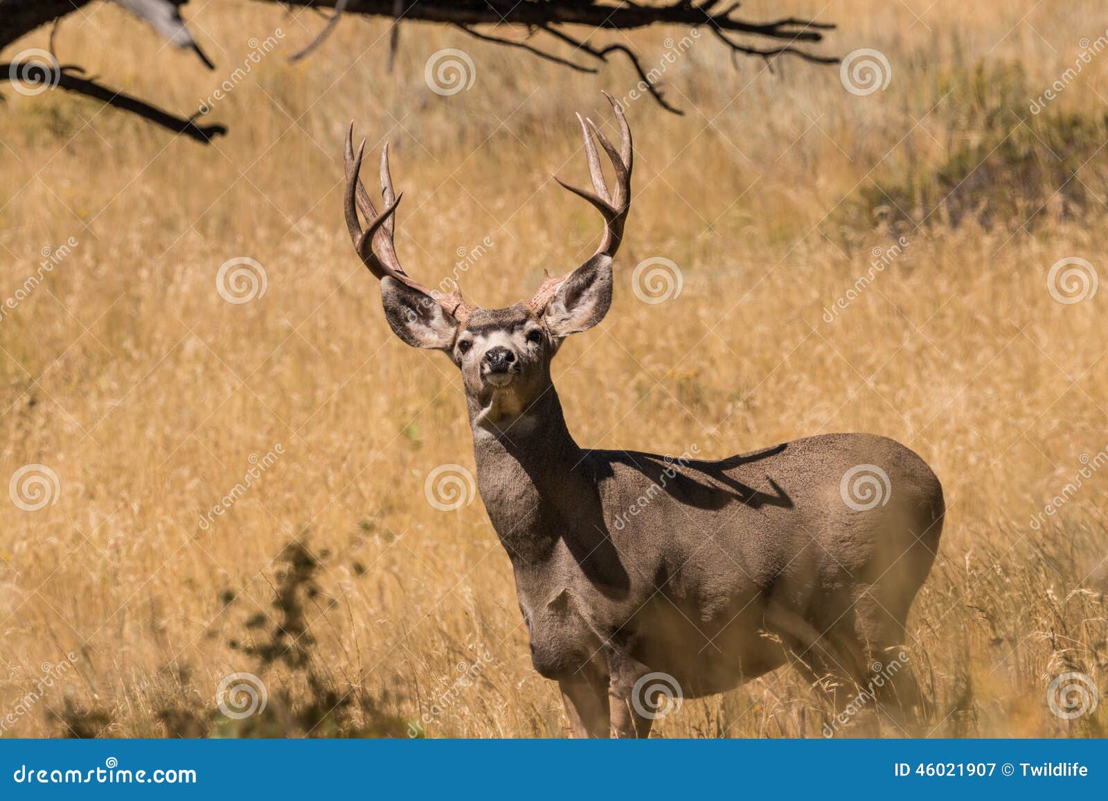 Alert Mule Deer Buck stock image. Image of mammal, muledeer - 46021907