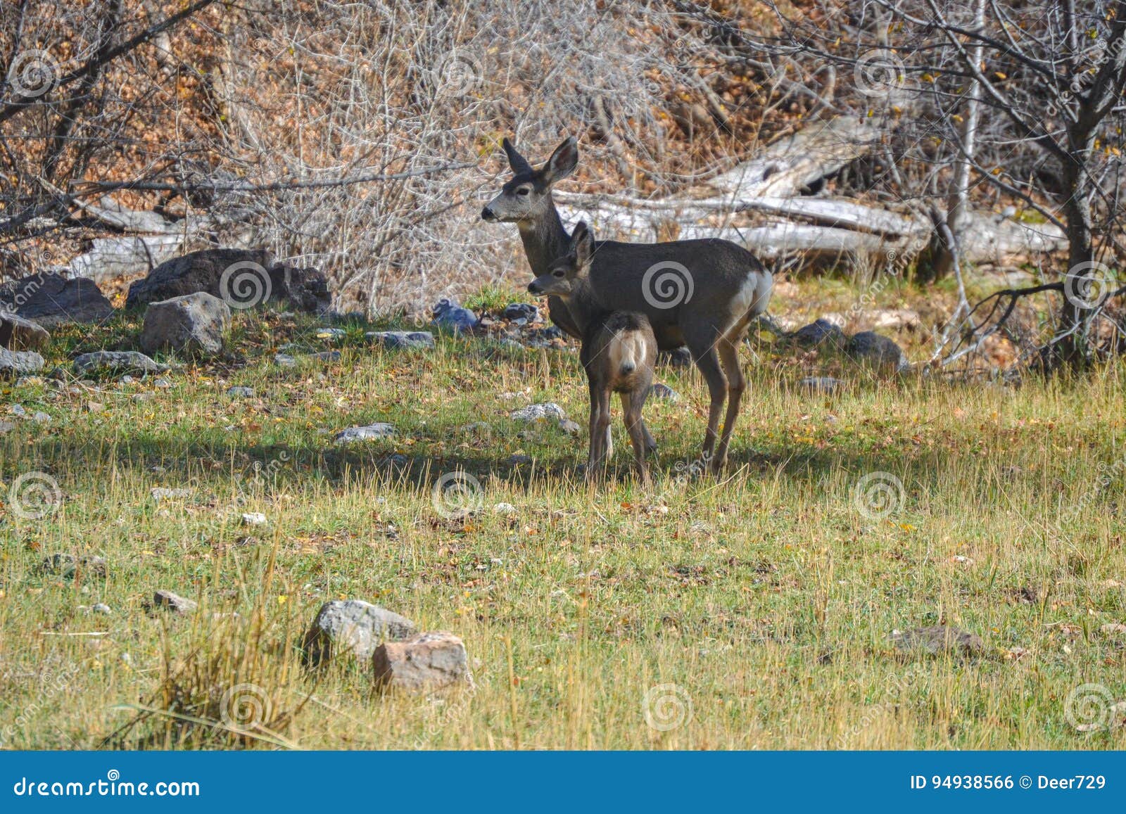 Alert Mule Deer Doe and Fawn Stock Photo - Image of alert, deer: 94938566