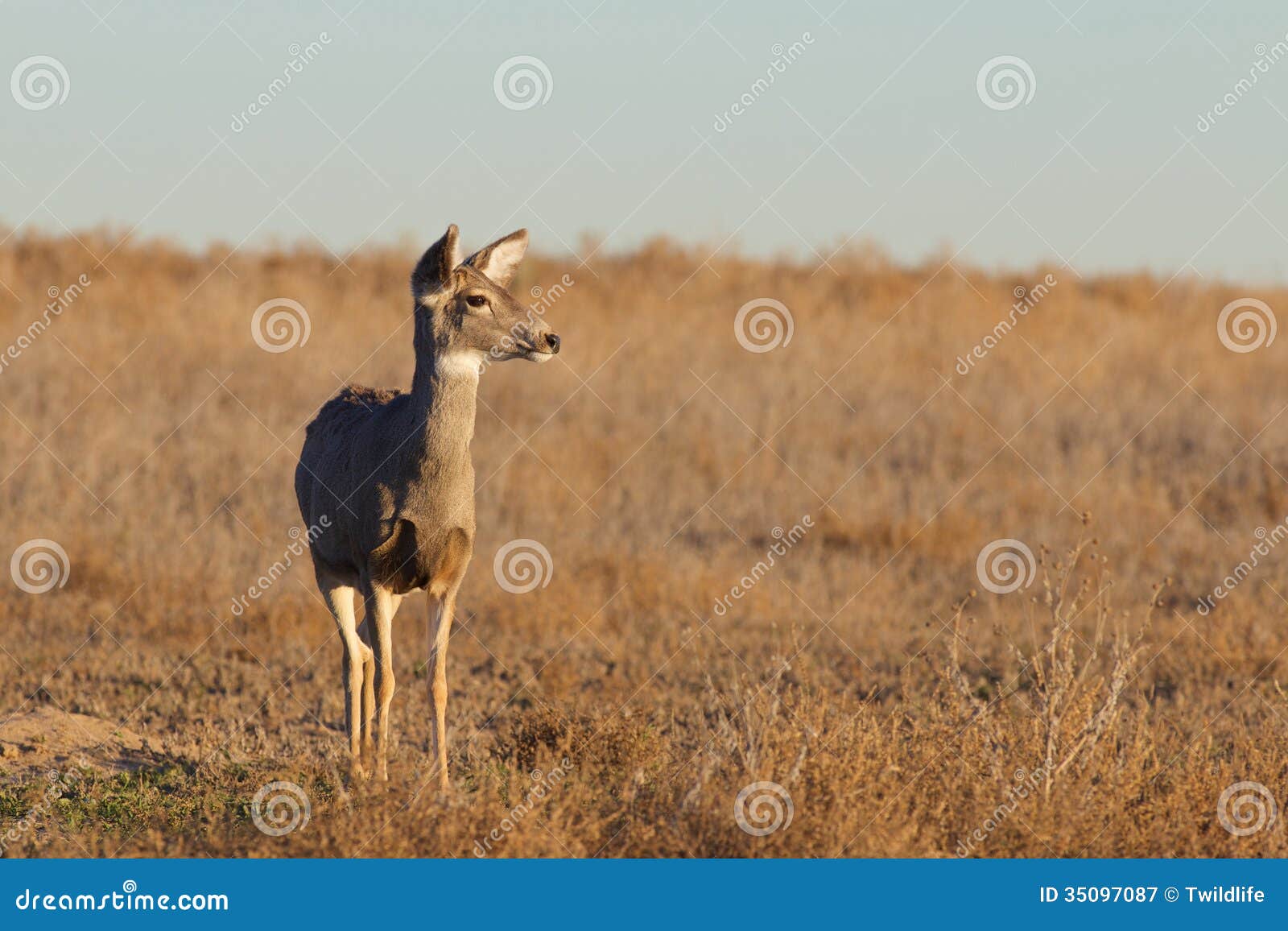 Alert Mule Deer Doe stock image. Image of hoofed, wild - 35097087
