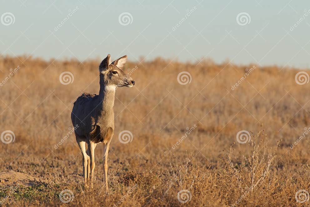 Alert Mule Deer Doe stock image. Image of hoofed, wild - 35097087