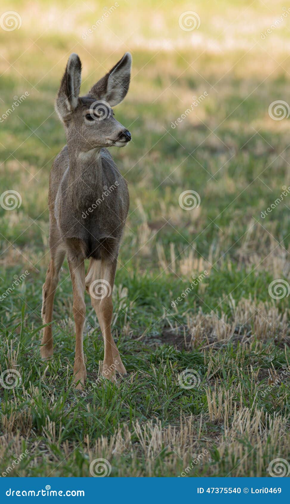 Alert mule deer fawn stock photo. Image of looking, fawn - 47375540