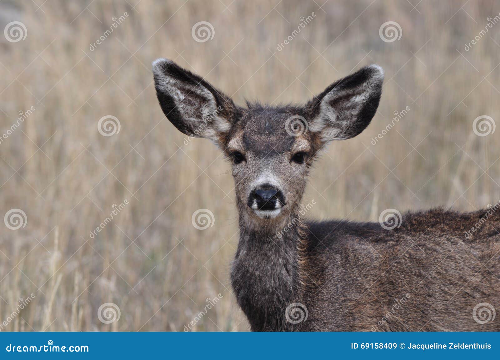Alert Mule Deer Fawn stock image. Image of wildlife, mammal - 69158409
