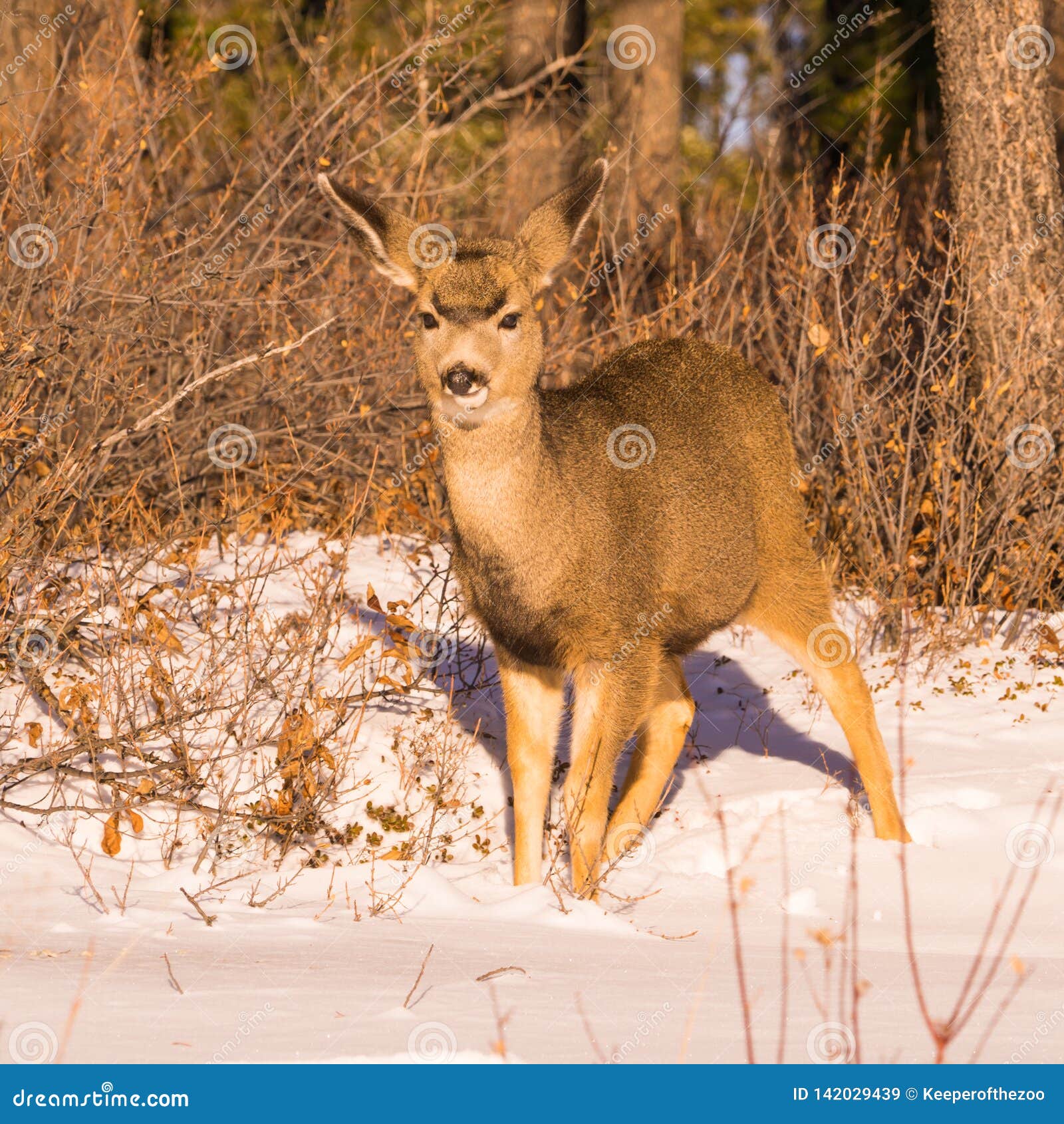 Alert Mule Deer in Winter stock image. Image of odocoileus - 142029439