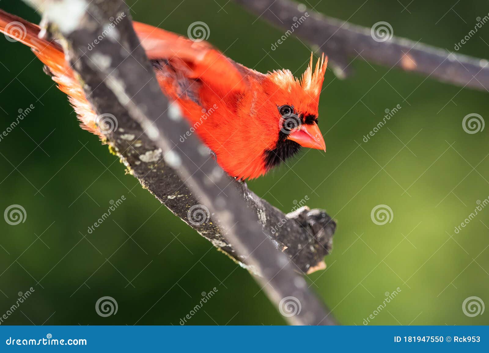 Alert Northern Cardinal Perched in a Tree Stock Photo - Image of ...
