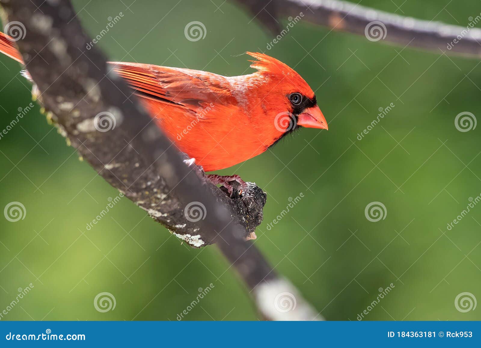 Alert Northern Cardinal Perched in a Tree Stock Image - Image of ...