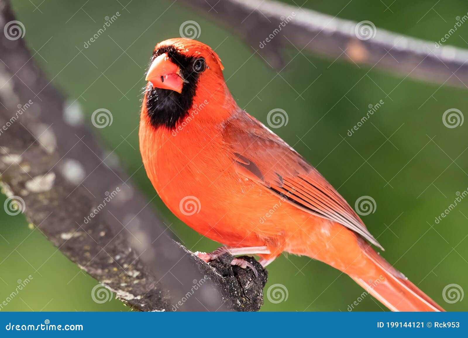 Alert Northern Cardinal Perched in a Tree Stock Image - Image of tree ...