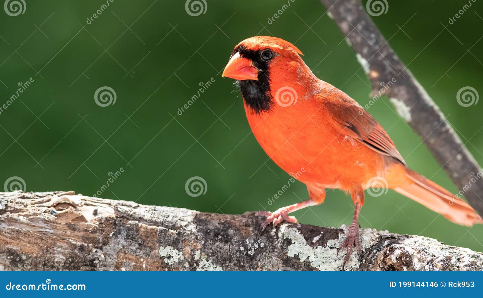 Alert Northern Cardinal Perched in a Tree Stock Photo - Image of branch ...