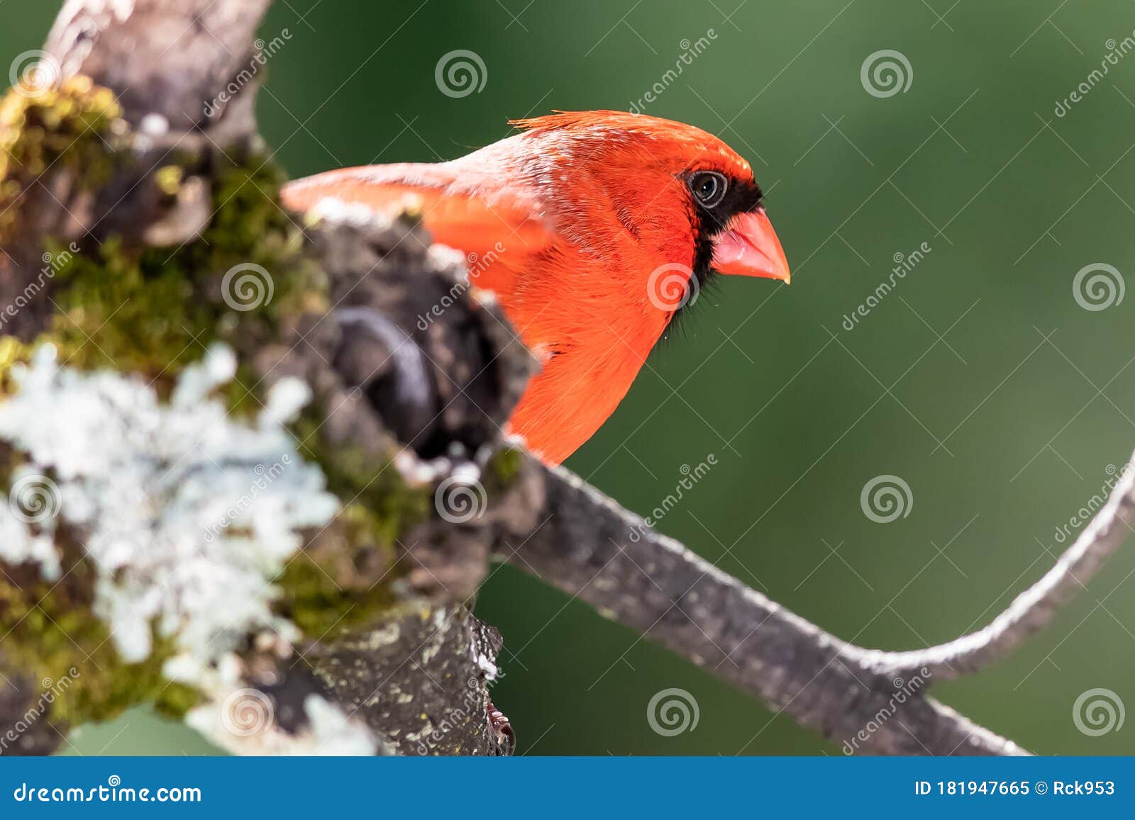 Alert Northern Cardinal Perched in a Tree Stock Image - Image of ...