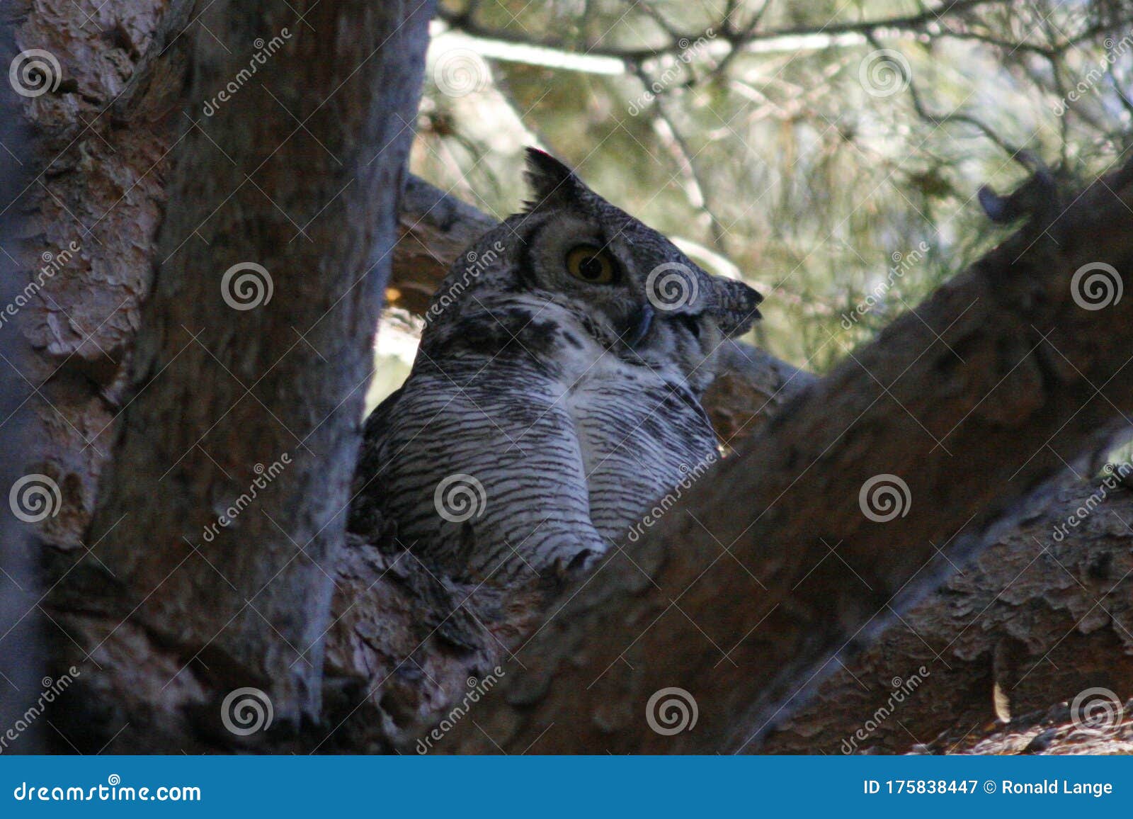 Alert Owl stock image. Image of beautiful, alert, animal - 175838447
