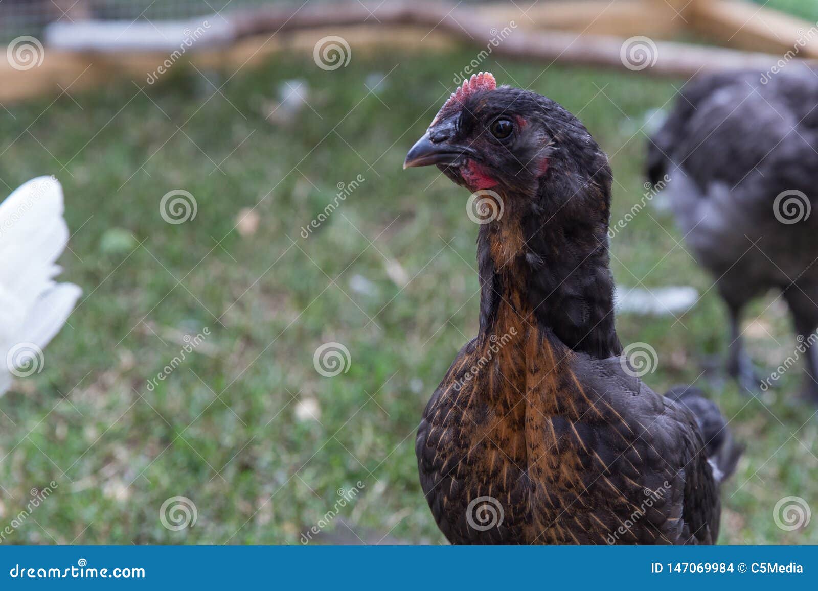 Alert Pet Chicken in Backyard Stock Photo - Image of farming, fowl ...