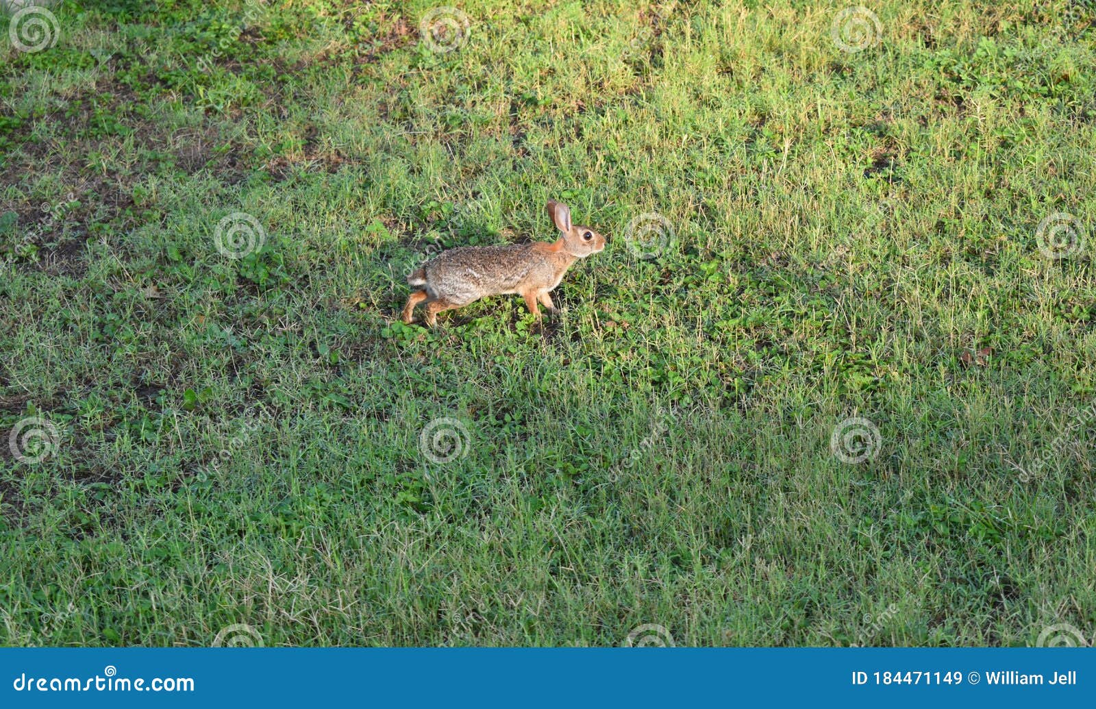 Alert Rabbit on Point in the Grass Stock Image - Image of brown, summer ...
