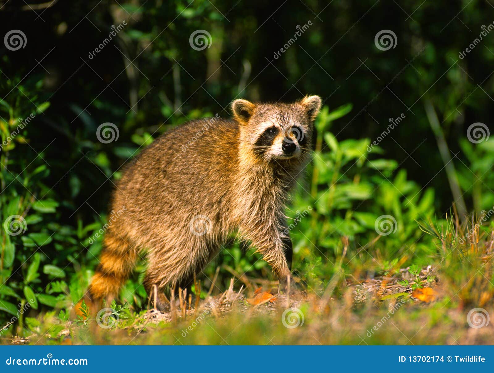 Alert Raccoon stock photo. Image of wildlife, nature - 13702174
