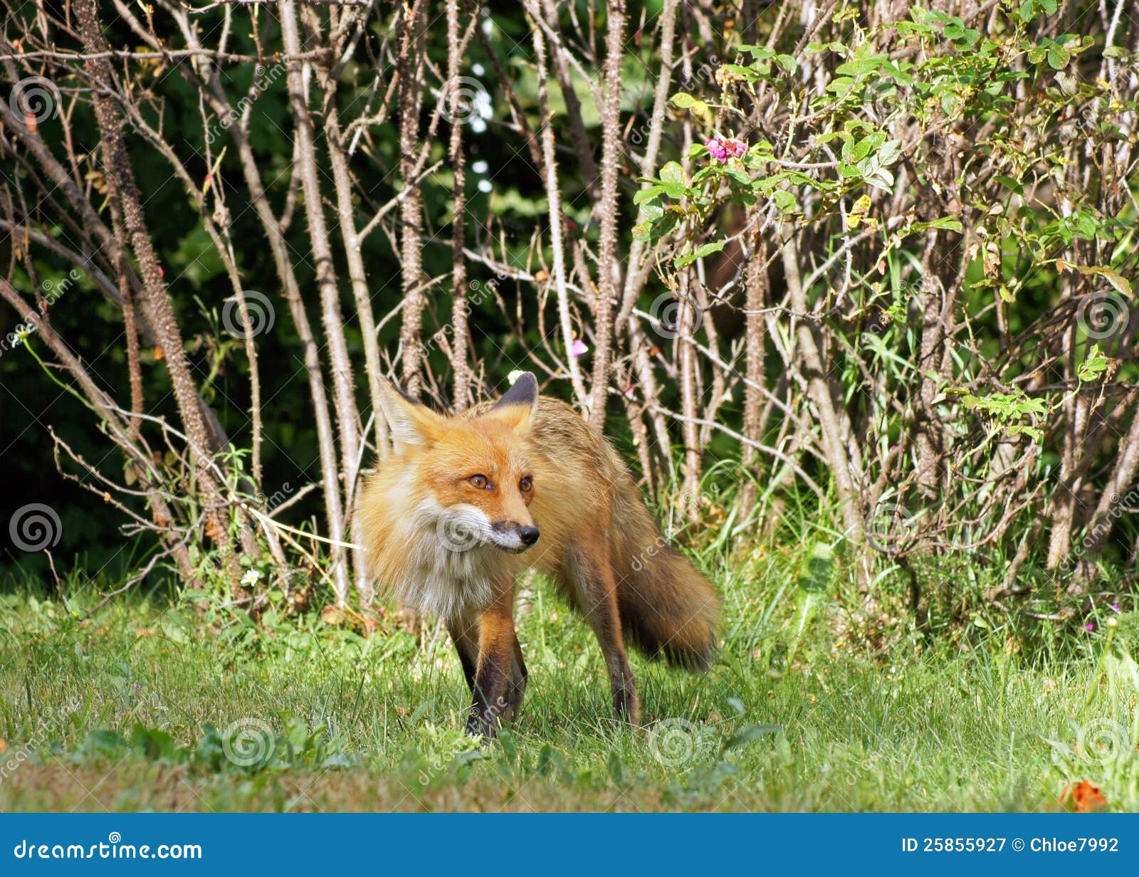 Alert red fox stock image. Image of woods, hunt, careful - 25855927