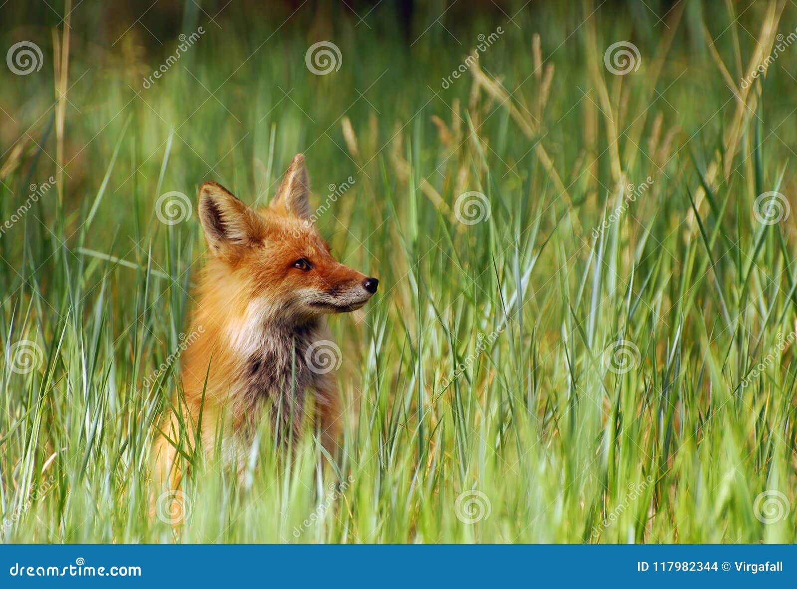 Alert Red Fox in High Grass Stock Photo - Image of wildlife, common ...