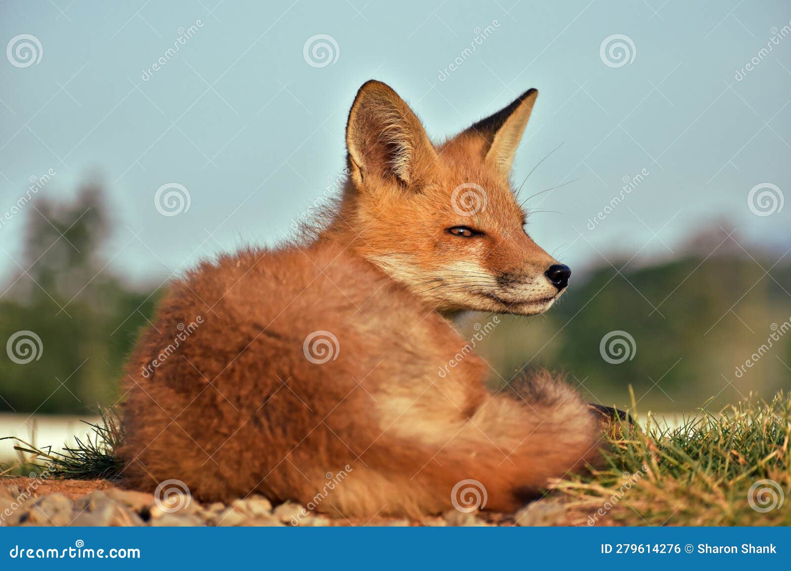 Alert Red Fox Kit stock photo. Image of carnivore, grass - 279614276