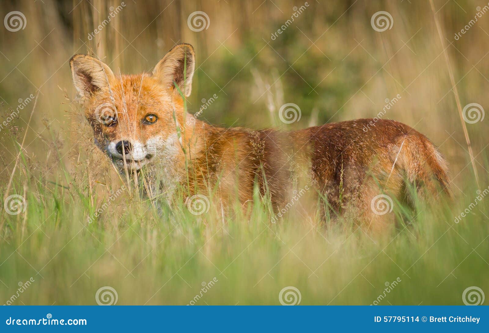 Alert Red fox stock photo. Image of tall, close, golden - 57795114