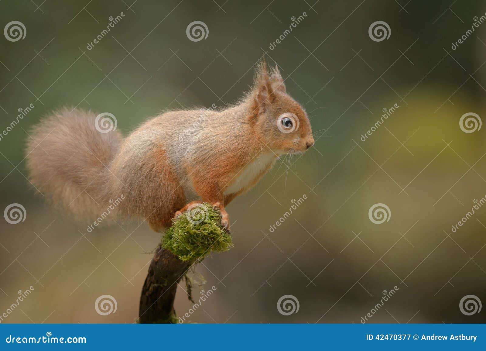 Alert Red Squirrel stock image. Image of mammal, rare - 42470377