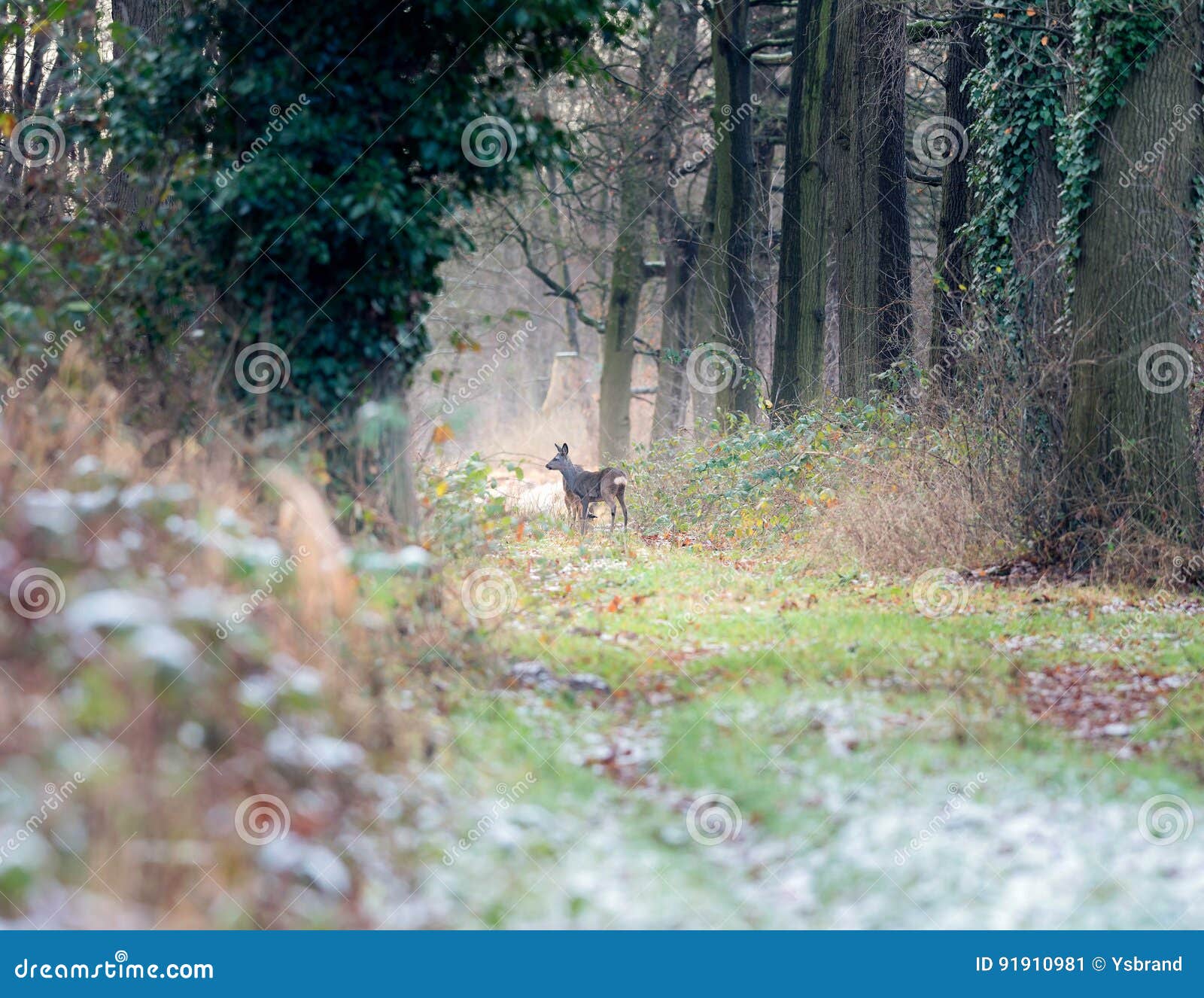 Alert Roe Deer Standing on Path in Winter Forest. Stock Image - Image ...