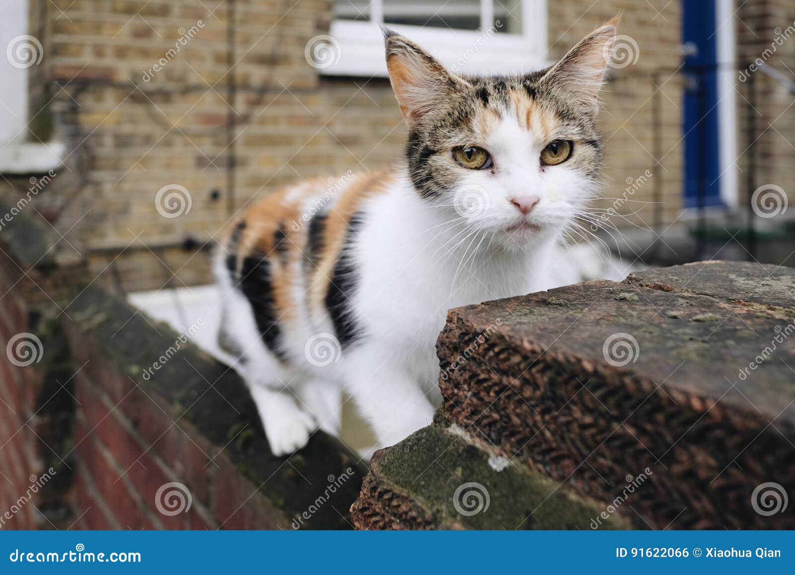 Alert Rural Cat stock photo. Image of cute, ready, gate - 91622066