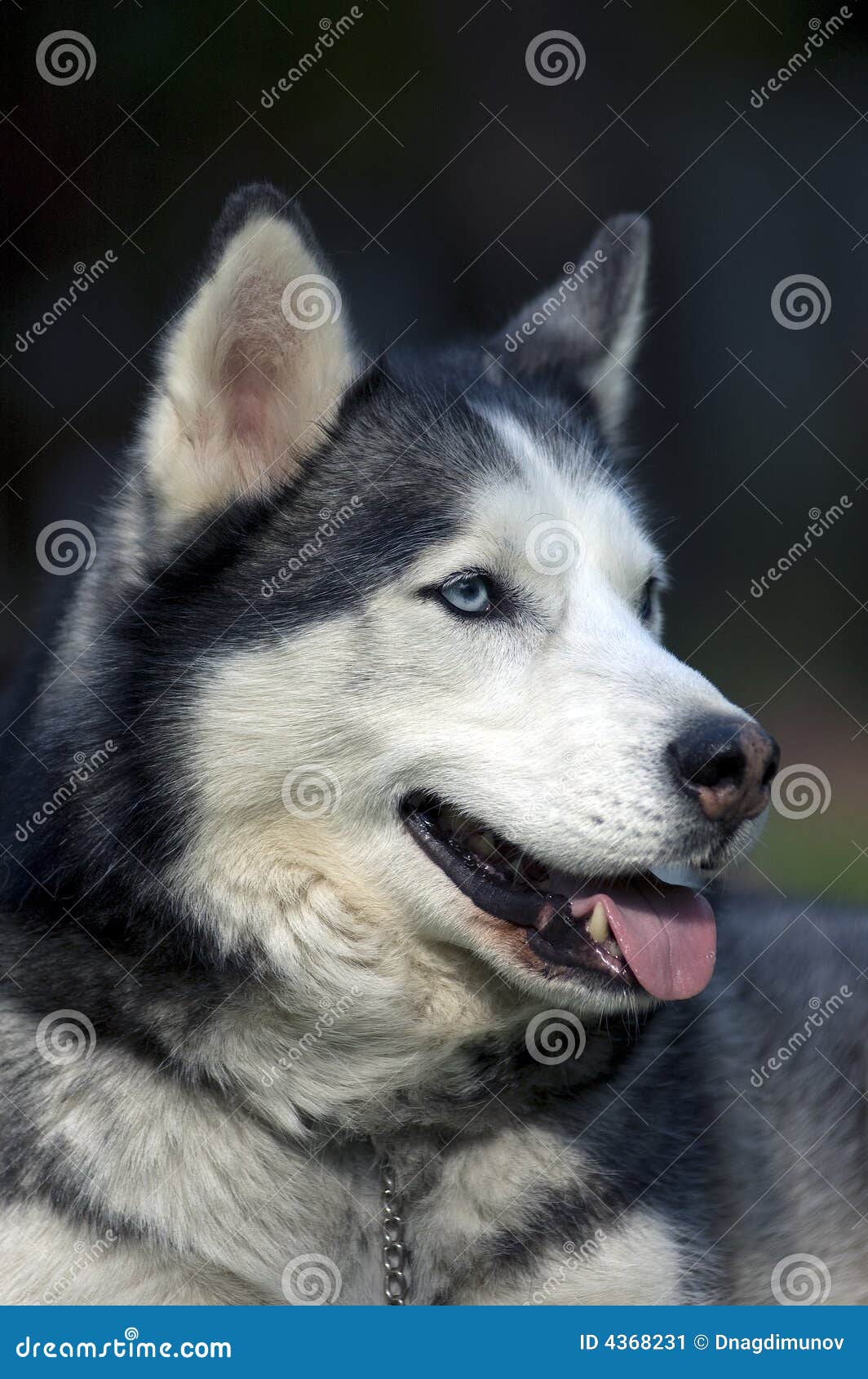 Alert Siberian Husky stock image. Image of ears, animal - 4368231