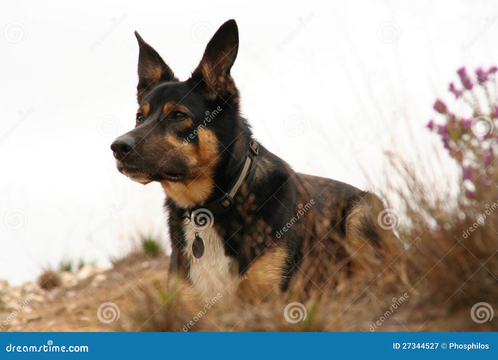 Alert sitting dog stock image. Image of light, cute, collar - 27344527