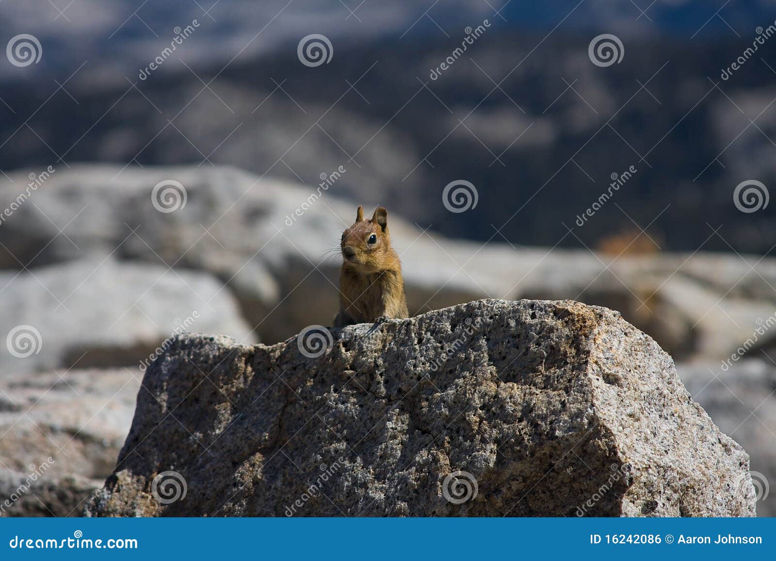 Alert Squirrel stock photo. Image of stare, park, interested - 16242086