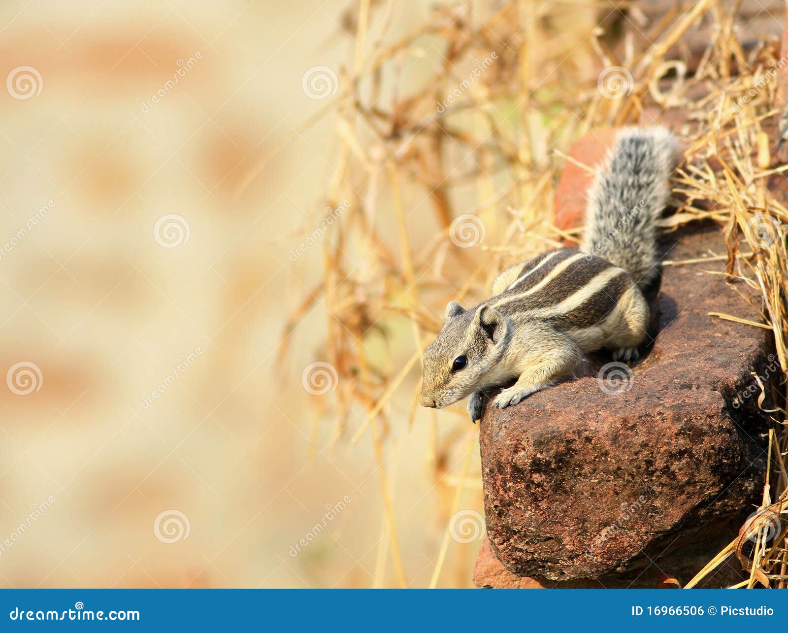 Alert squirrel stock photo. Image of lovely, grass, nature - 16966506