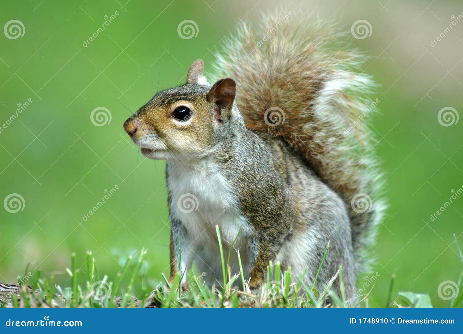 Alert Squirrel stock photo. Image of animal, rodent, nature - 1748910