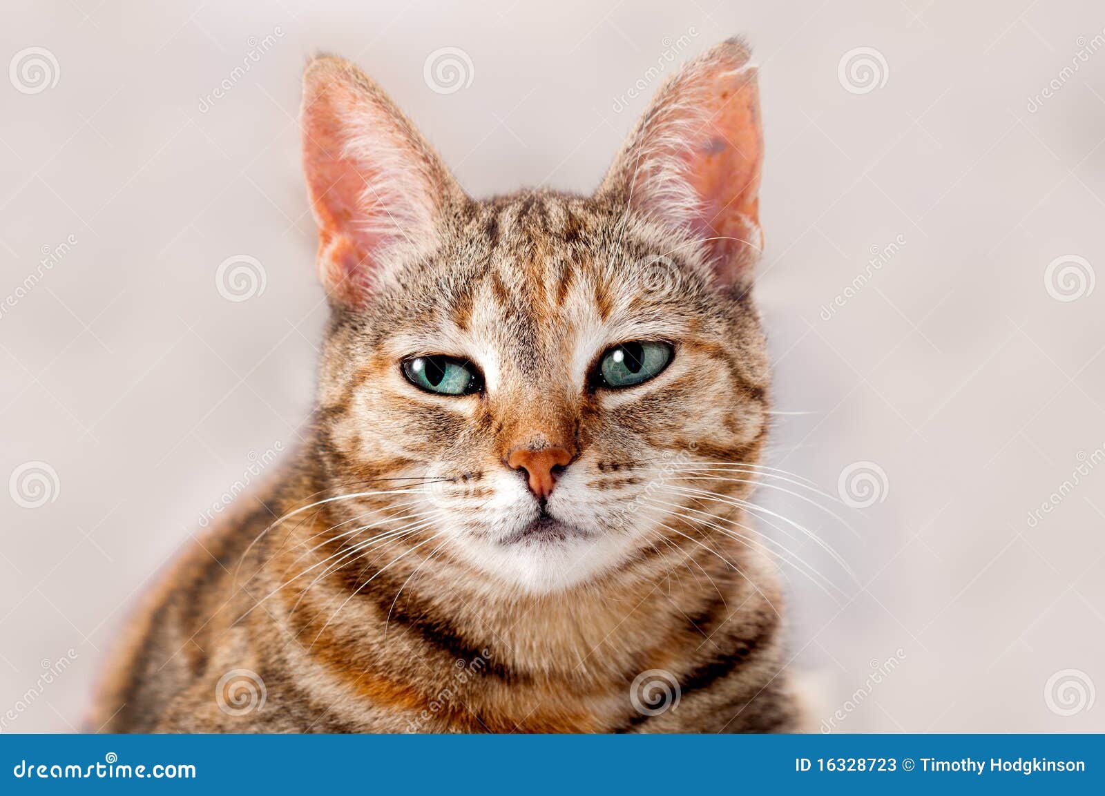 Alert Tabby Cat stock image. Image of claws, domestic - 16328723