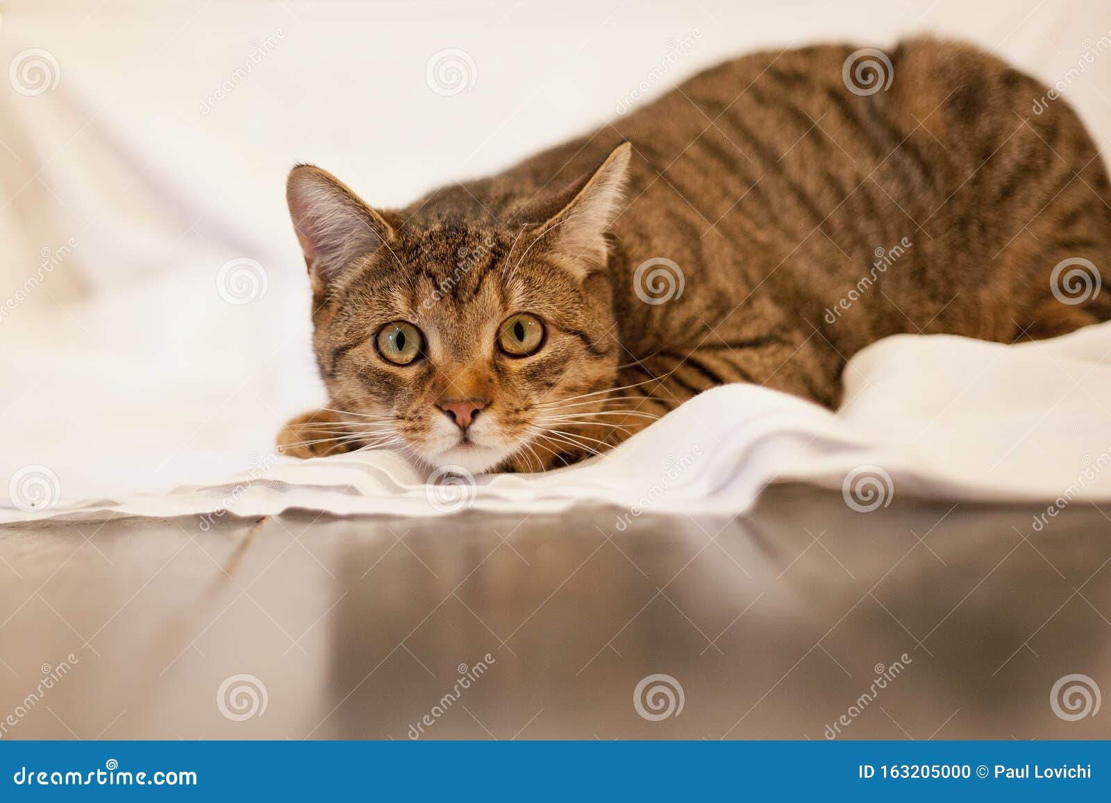 Alert Tabby Cat Laying At An Angle Royalty-Free Stock Photo ...