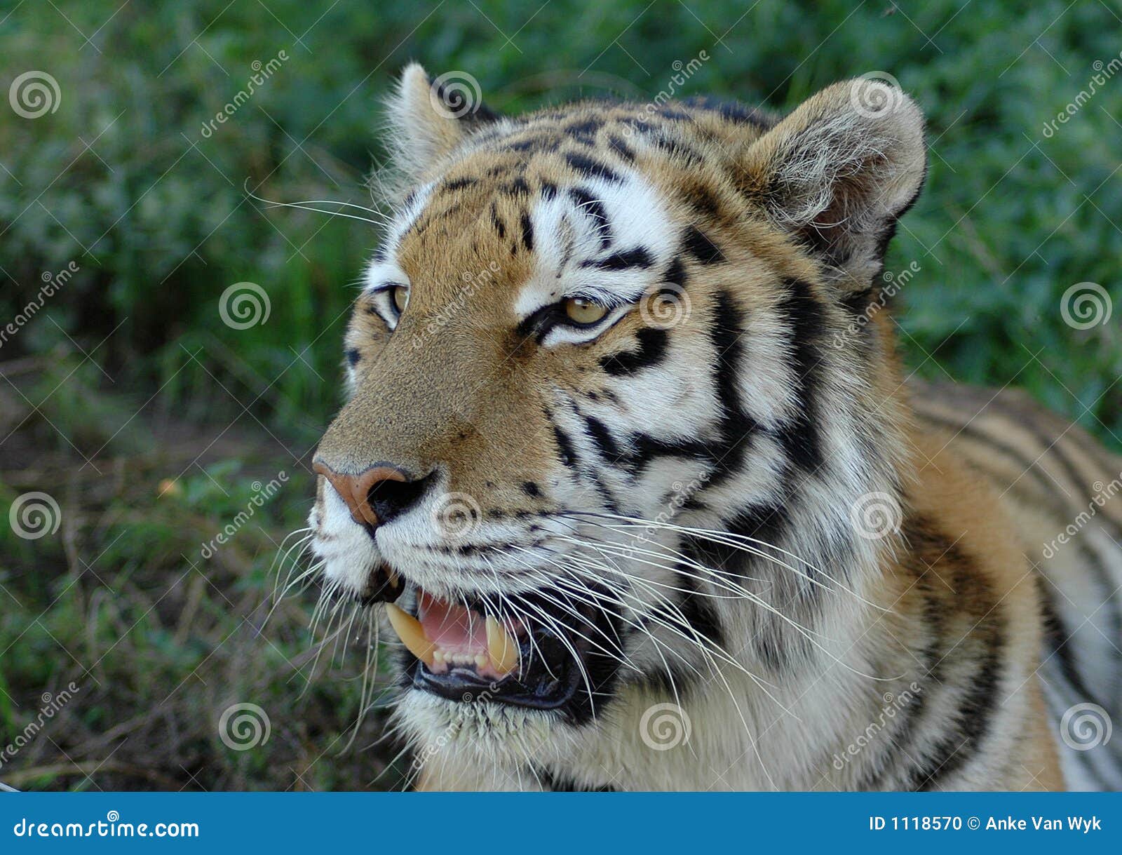 Alert tiger face stock photo. Image of attentive, teeth - 1118570