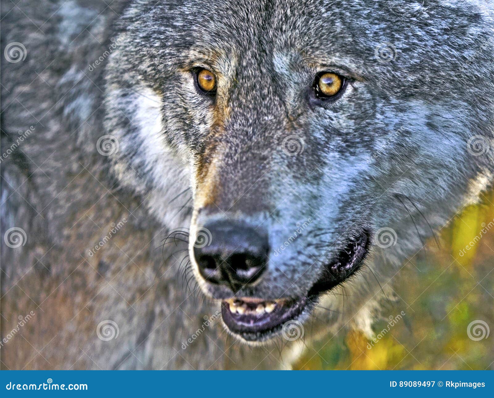 Alert Timber Wolf stock image. Image of detail, mammal - 89089497