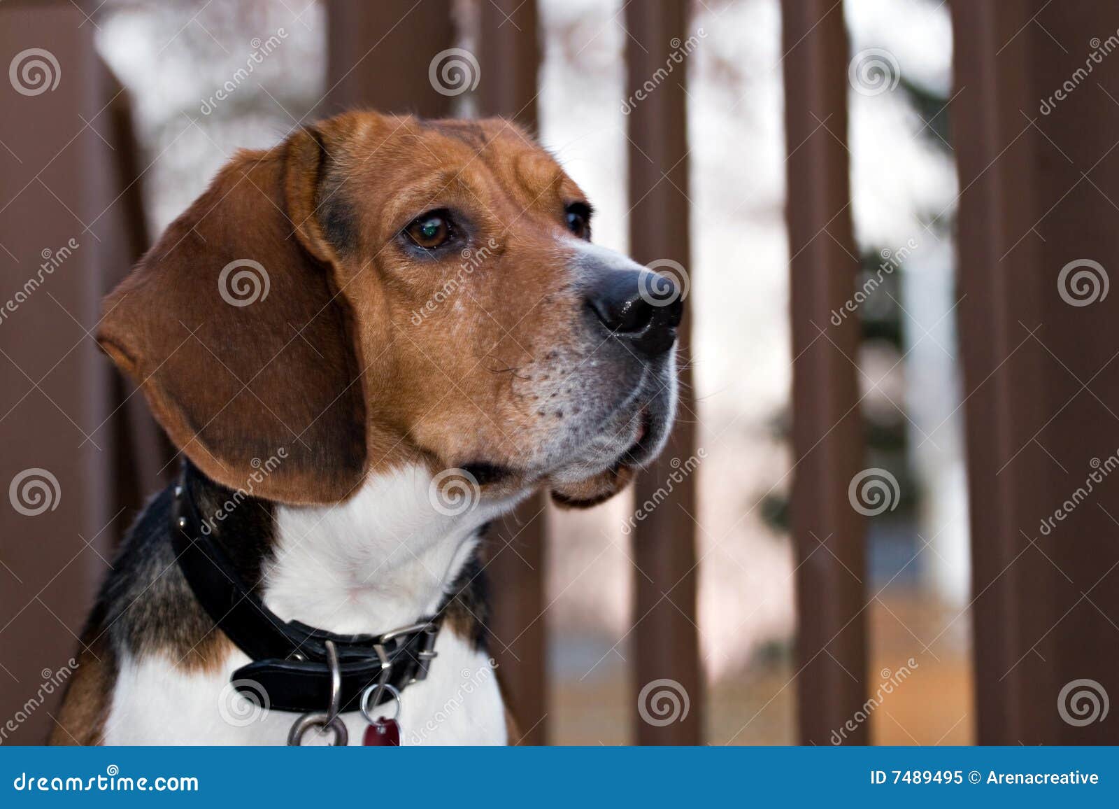 Alert Watch Dog stock image. Image of beagle, collar, adorable - 7489495
